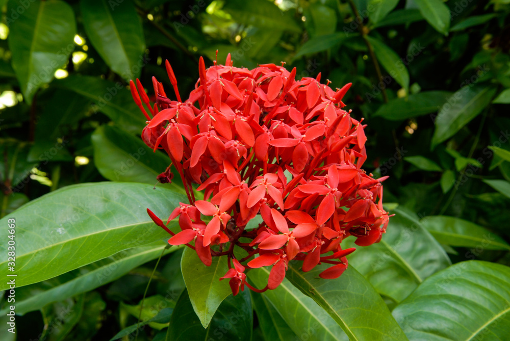 Hortensia de Chine (Ixora casei) dans un jardin de La Réunion; Stock Photo | Adobe Stock