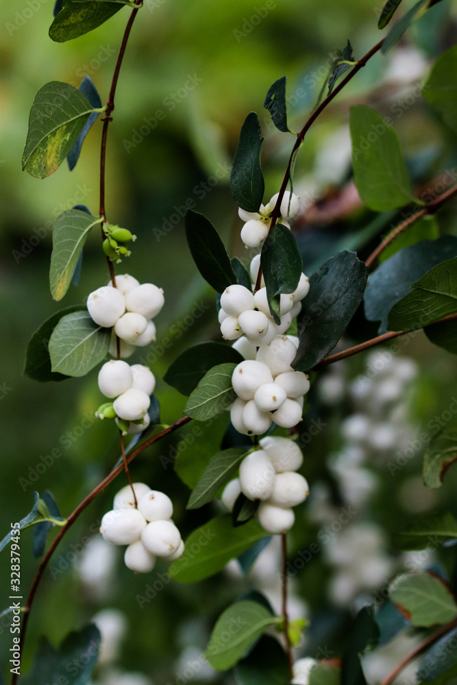 Minimal detailed autumn macro of Symphoricarpos known as the snowberry ...