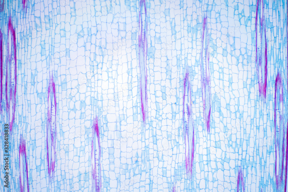Monocot plant vascular tissue under the microscope view. Stock Photo ...