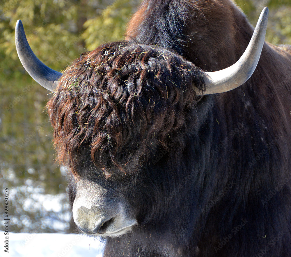The yak bull is a long-haired bovid found throughout the Himalayan ...