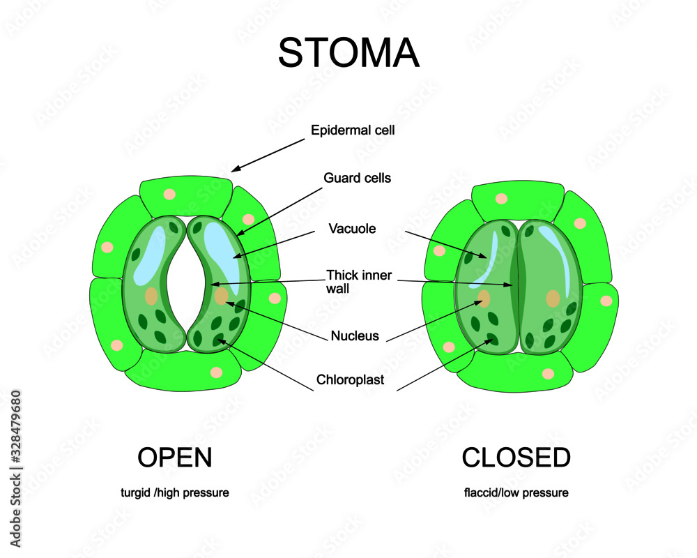 Stoma structure with opening and closing mechanism. ector diagram for ...