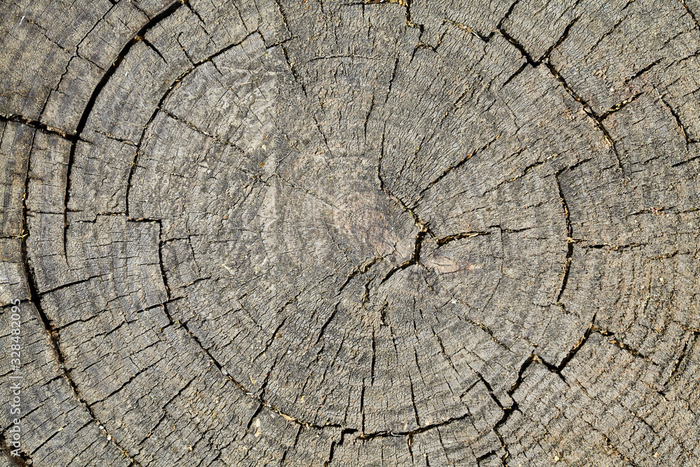 Texture of rough surface felled tree weathered with annual rings ...