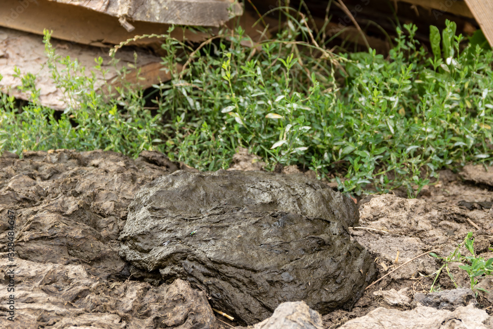 Dirty and smelly cow manure in the grass. Stock Photo | Adobe Stock