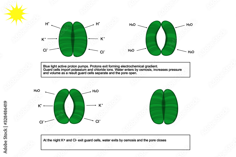 Structure of stomatal complex with open and closed stoma and text ...