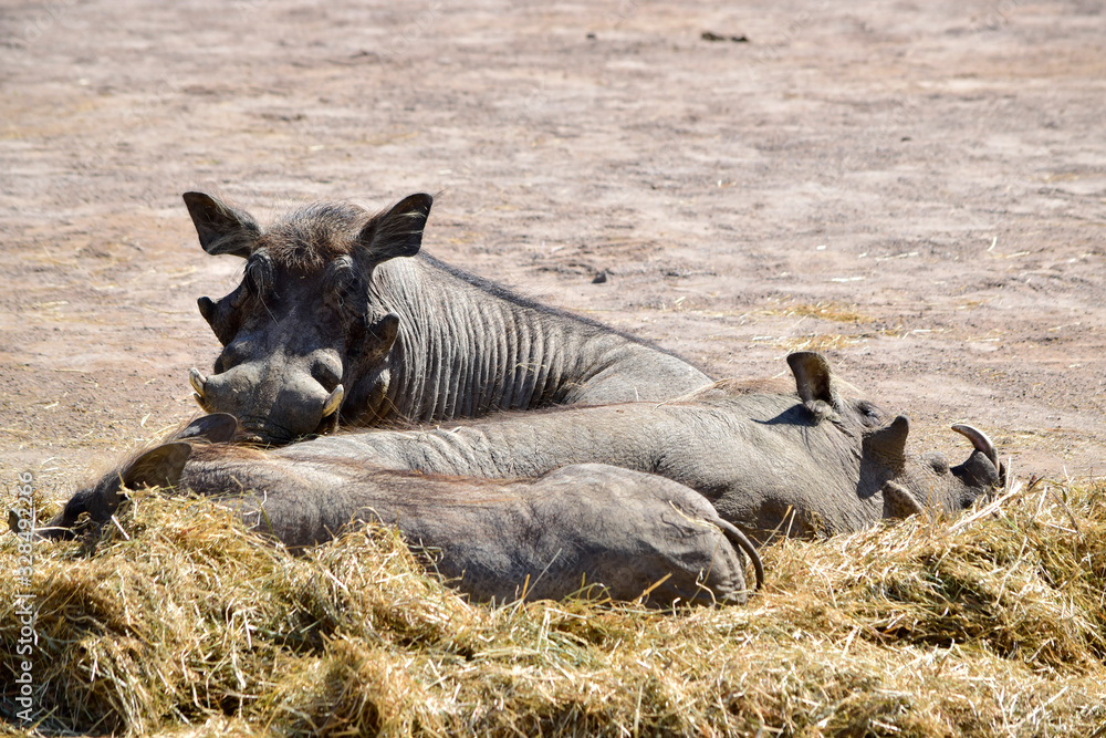 Gray Warthog (Phacochoerus Aethiopicus) is an African wild pig. They ...