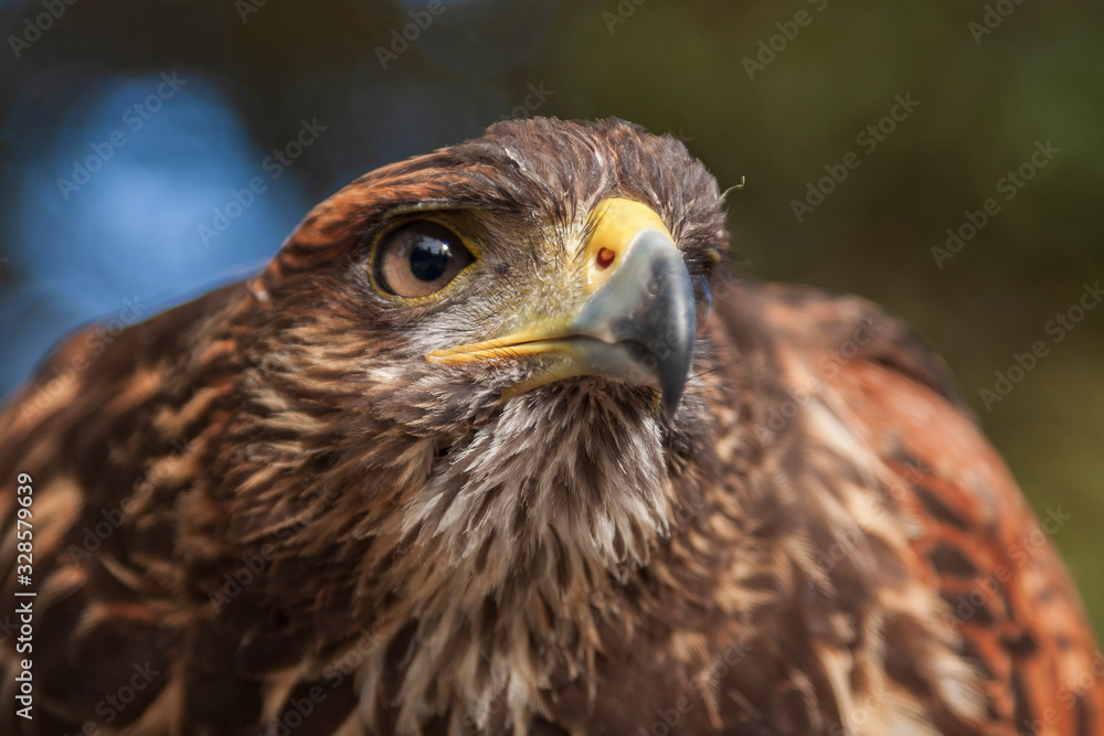 Parabuteo unicinctus Harris's Buzzard - photo from below with beautiful ...