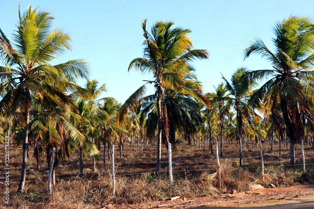 Praia do Gunga (Gunga's beach) is located 20 miles south of Maceio. The ...