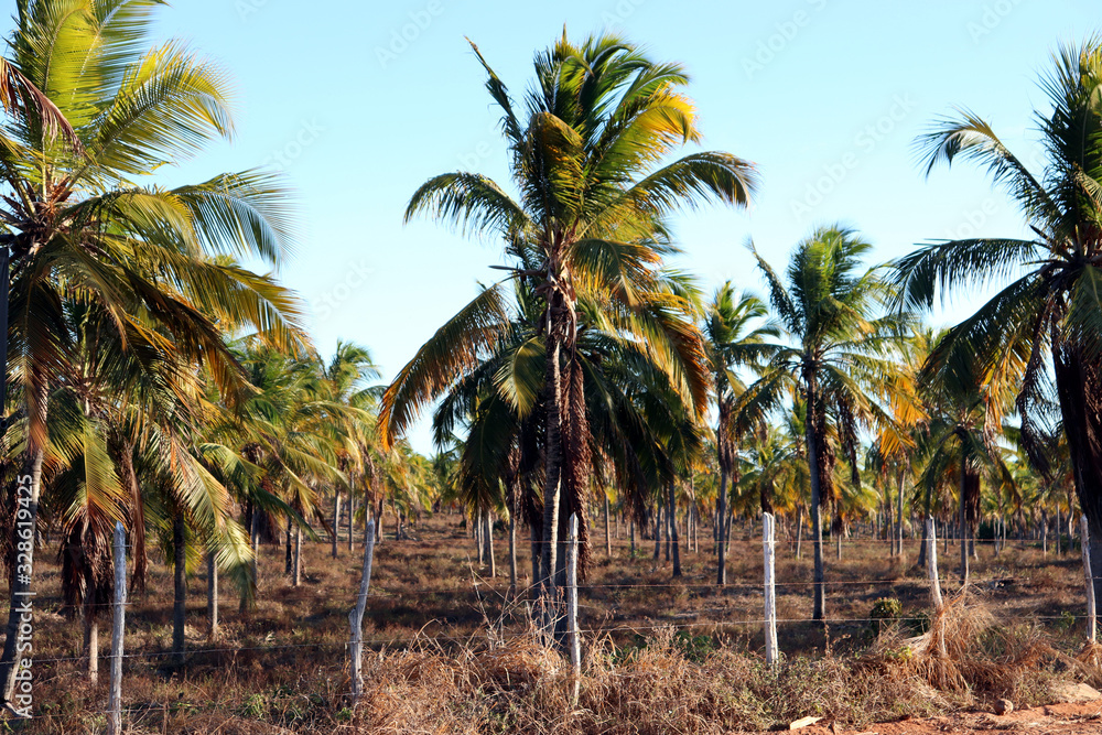Praia do Gunga (Gunga's beach) is located 20 miles south of Maceio. The ...