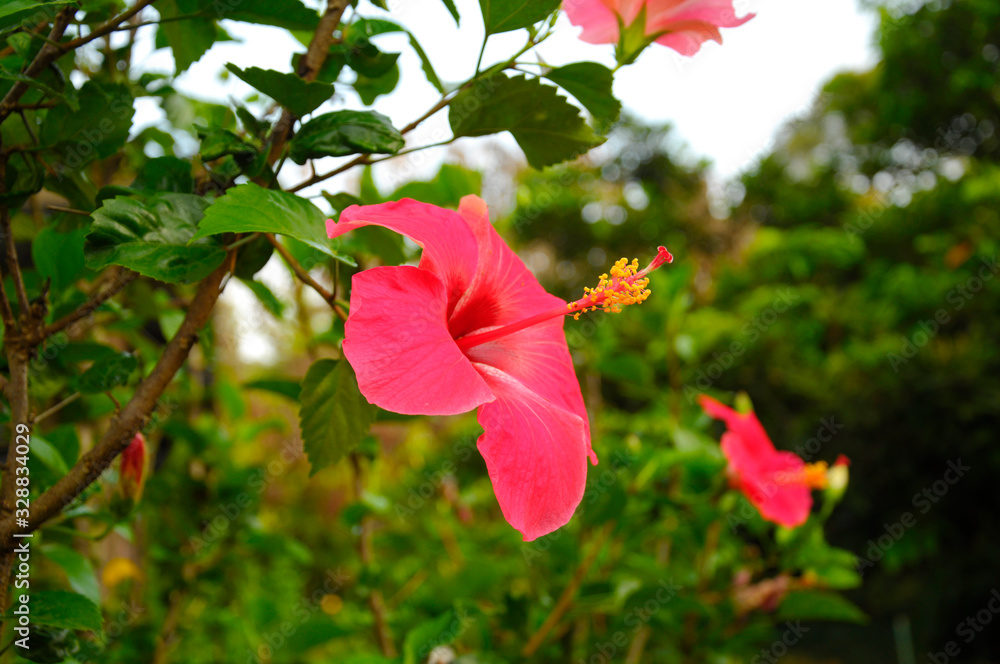 Hibiscus rosa-sinensis or is a genus of flowering plants in the mallow ...