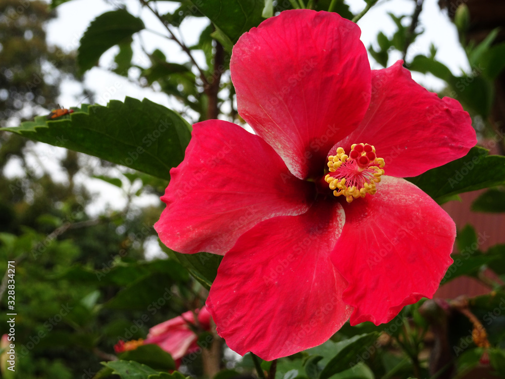 Hibiscus rosa-sinensis or is a genus of flowering plants in the mallow ...