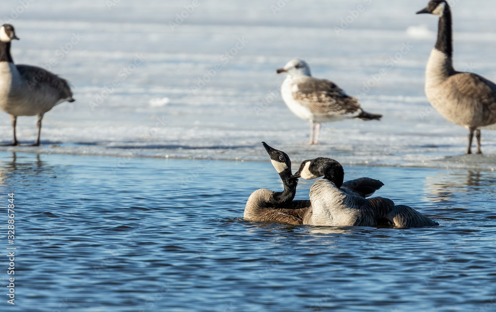 Goose. Canadian Geese. Mating canadian geese. Serial of 13 pictures ...