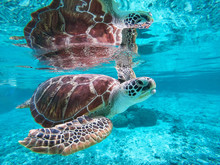 Turtle Swimming Sideways Free Stock Photo - Public Domain Pictures