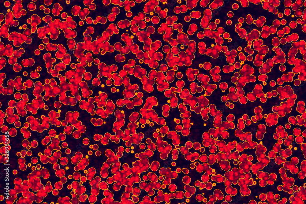 Shape of bacterial cell: cocci, bacilli, spirilla bacteria Stock Photo ...