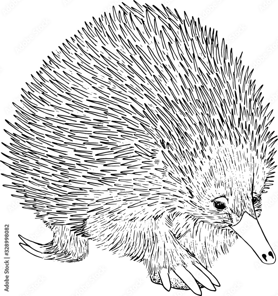 Australian Echidna Line Drawing Stock Vector | Adobe Stock