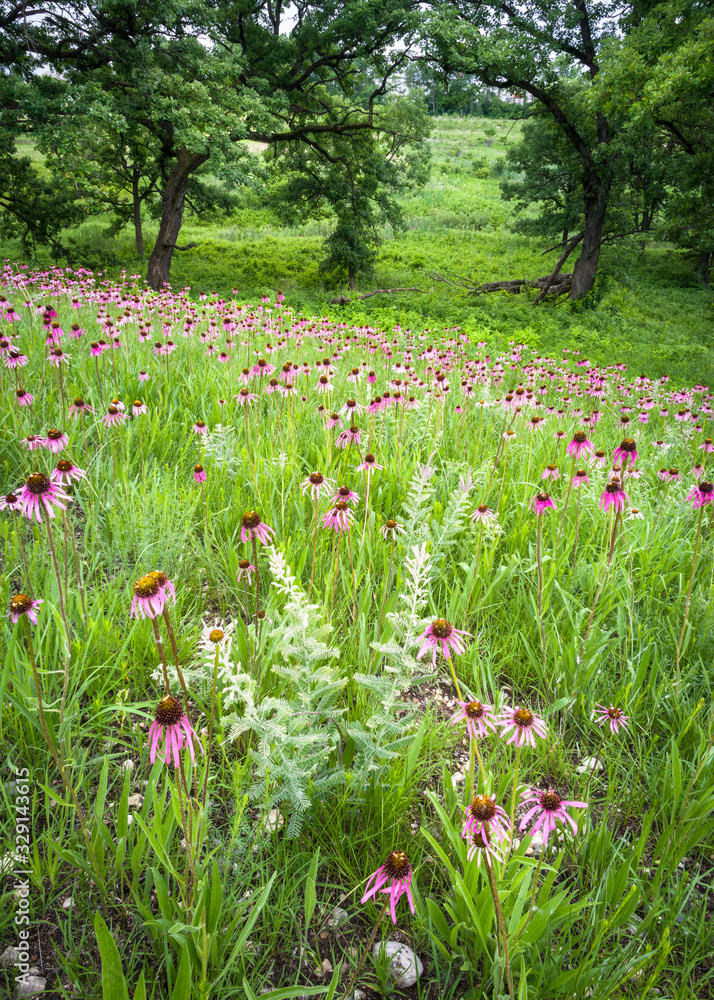 The blooms of pale purple coneflowers wash over a hill side created by ...