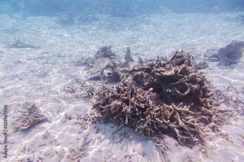 Amazing underwater world view. Blue water, white sand and dead coral ...