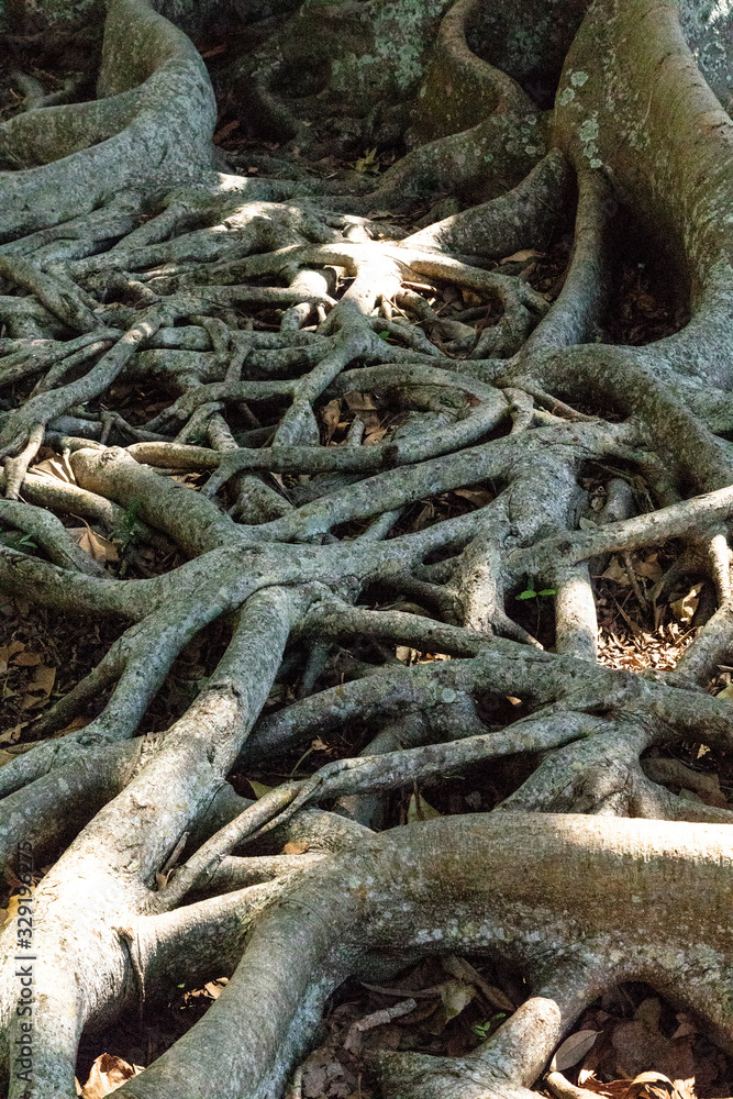 Strangler fig tree roots Ficus aurea Stock Photo | Adobe Stock