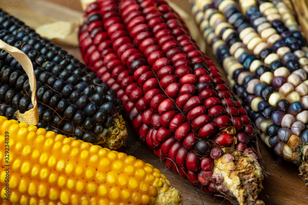 maiz elote mazorca choclo natural organico Stock Photo | Adobe Stock