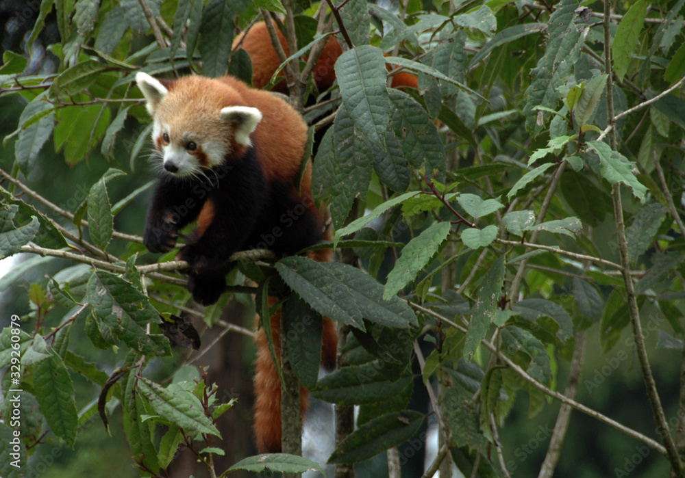 Stock-Foto „A red panda playing on the tree at Himalayan Zoological ...
