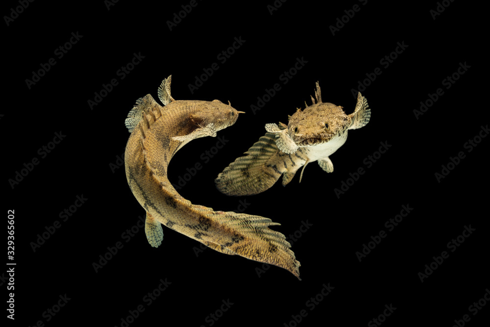 Polypterus endlicheri-Bichir fish, a species of freshwater fish in the ...