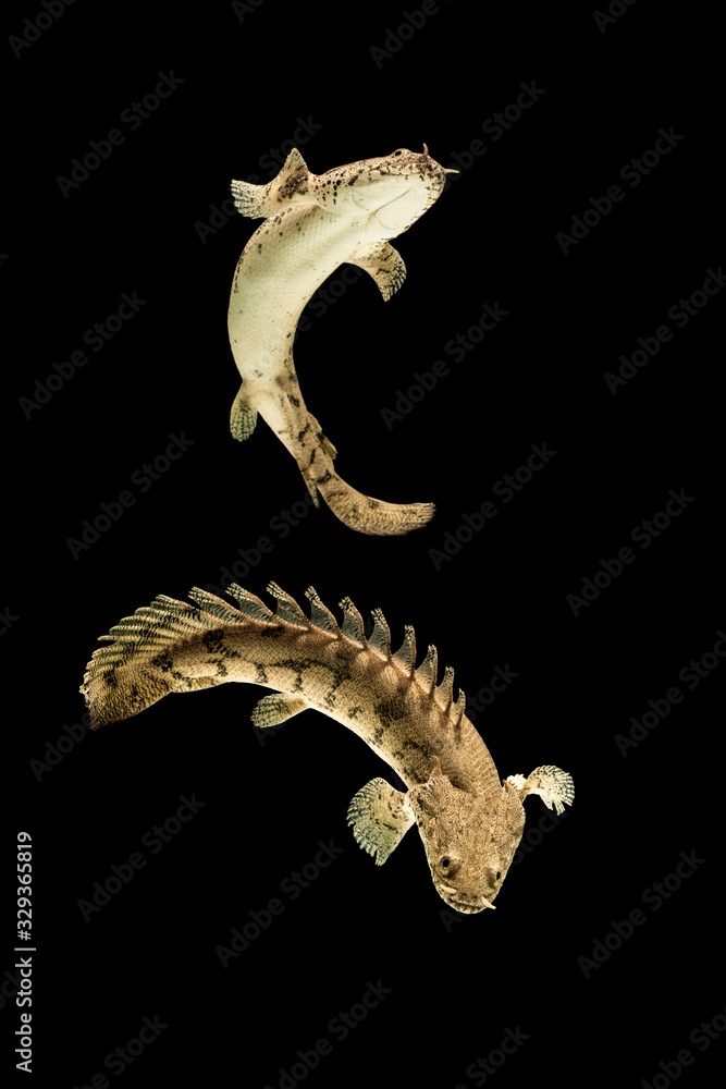 Stock-Foto „Polypterus endlicheri-Bichir fish, a species of freshwater ...