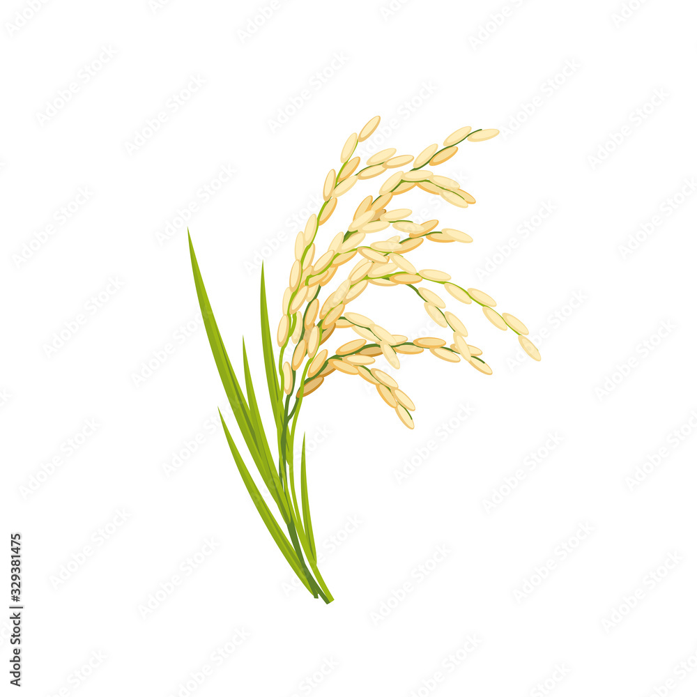 Rice spikes, stem with leaves. Vector illustration cartoon flat icon ...