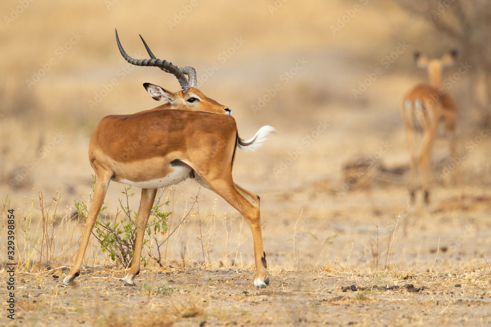 The kob (Kobus kob) is an antelope found across Central Africa and ...