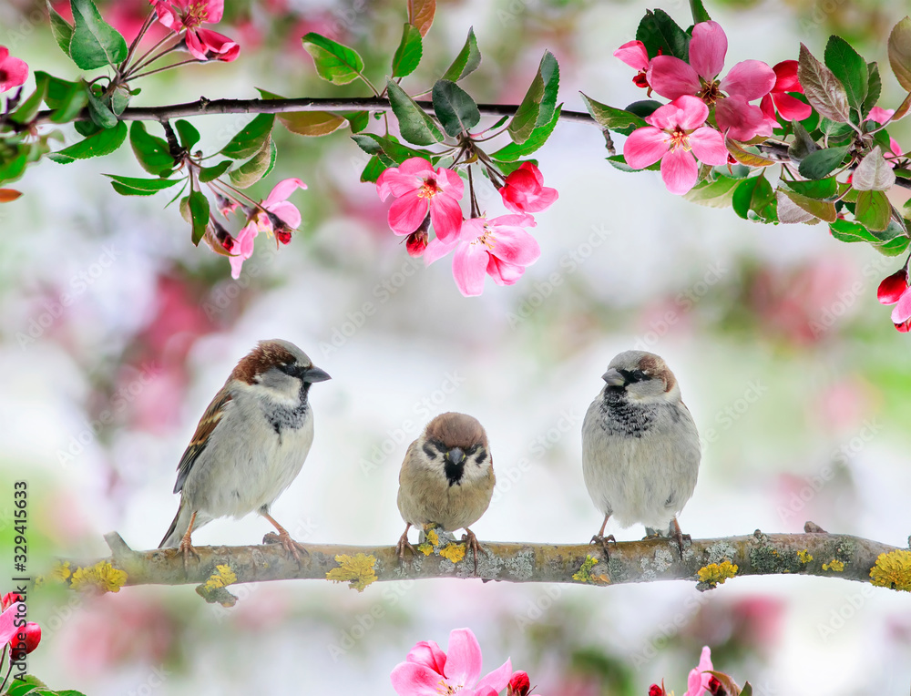 three cute little birds sparrows sit on an Apple tree branch with pink ...