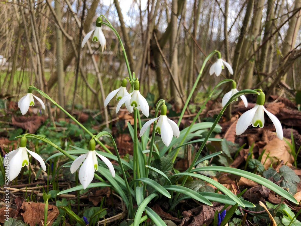 Snowdrop, (Galanthus nivalis), Das Kleine Schneeglöckchen ...