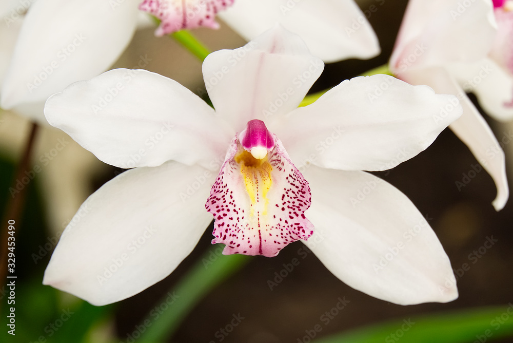 Photo Stock Cattleya labiata, also known as the crimson cattleya or ...