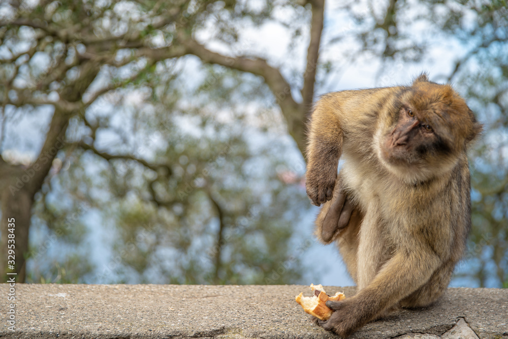 feeding monkeys by tourists in a nature reserve Stock Photo | Adobe Stock