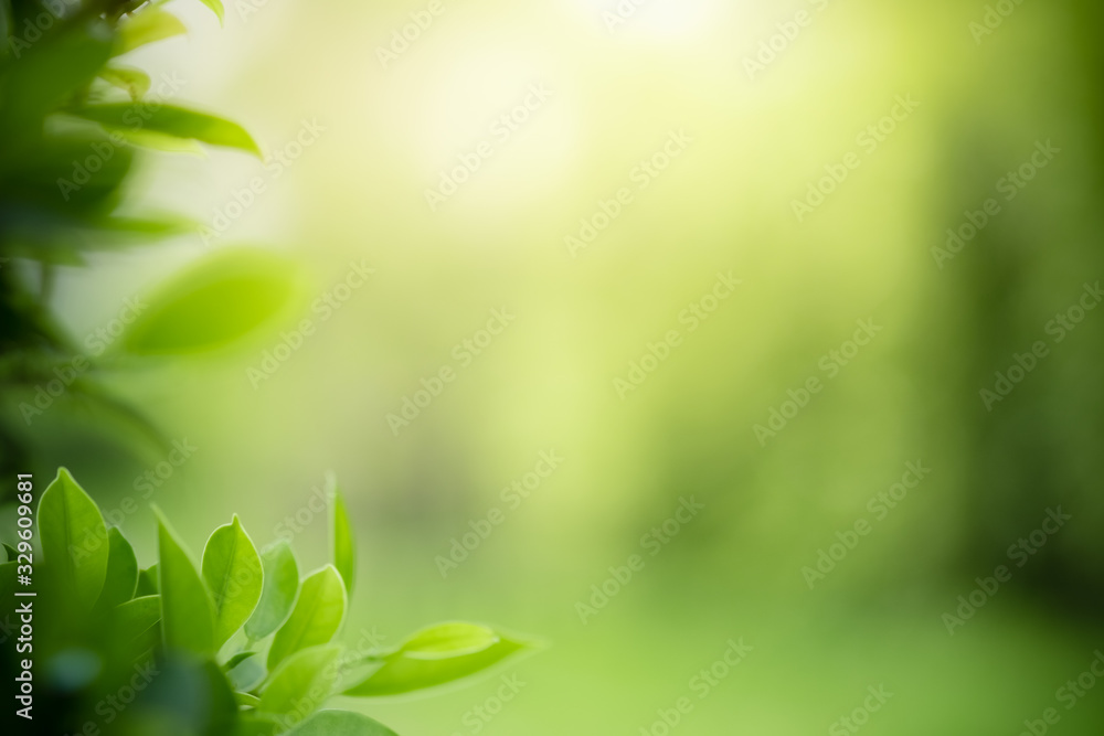 Beautiful nature view of green leaf on blurred greenery background in garden and sunlight with ...
