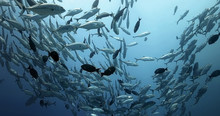 Silver Fish Underwater Free Stock Photo - Public Domain Pictures
