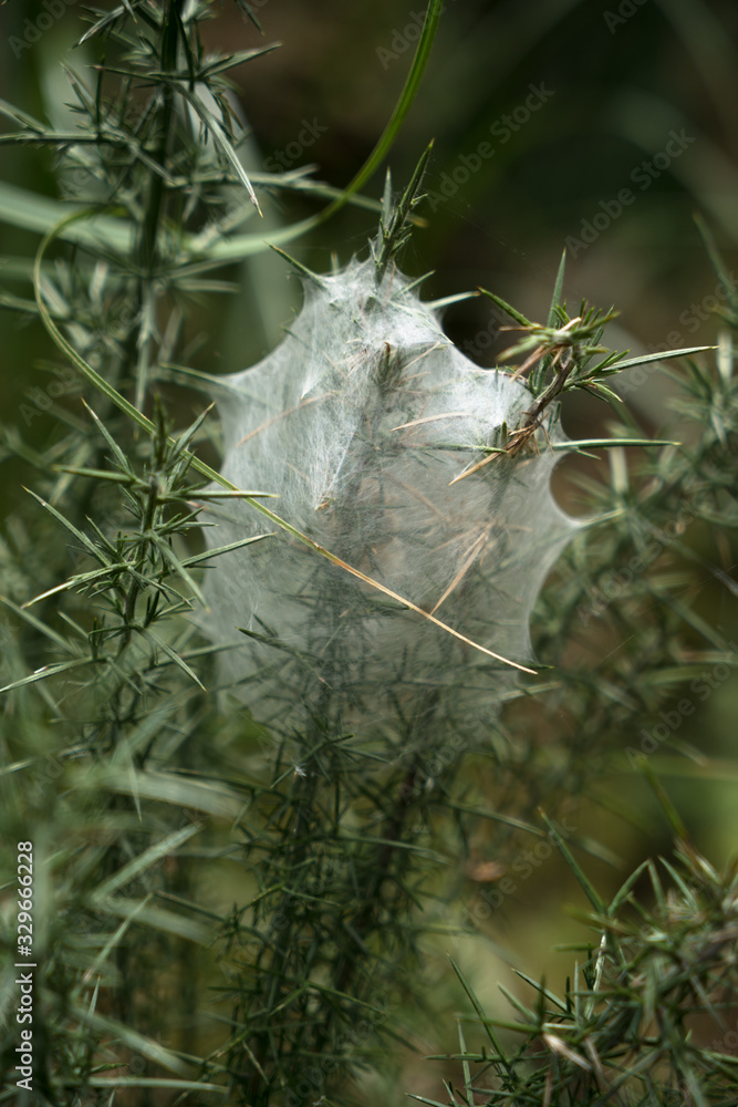 Nursery web with egg sac inside, constructed on plant by nursery web ...