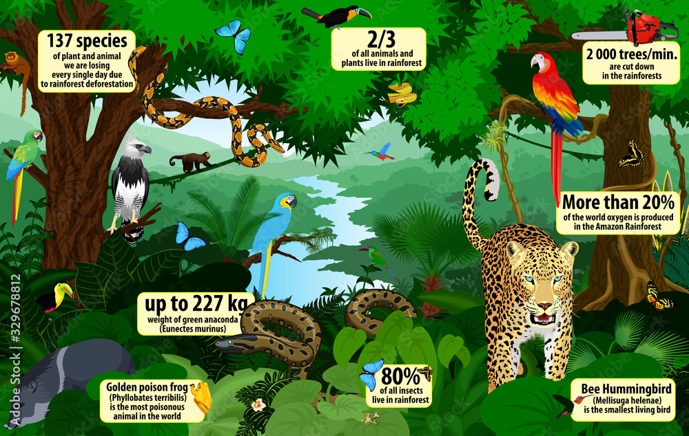vector rainforest infographic with animals illustration . Green ...