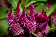 Pink Fuzzy Flowers Free Stock Photo - Public Domain Pictures