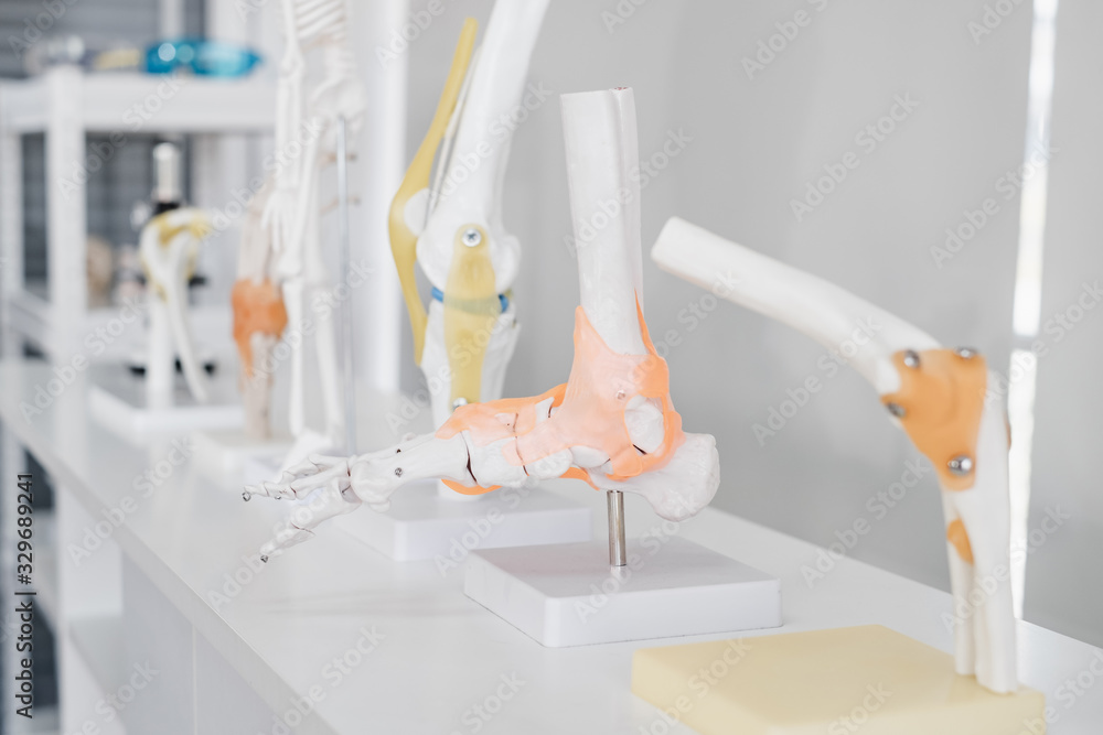 Models of variety of human skeleton parts in doctor office. Showing ...