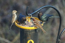 Brown-headed Cowbird On Feeder Free Stock Photo - Public Domain Pictures