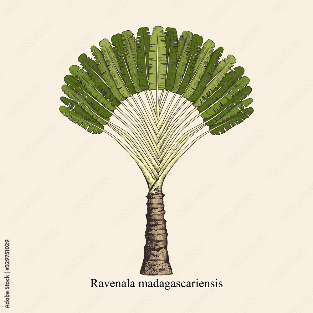 .Ravenala madagascariensis. Vintage drawing of an exotic palm tree ...