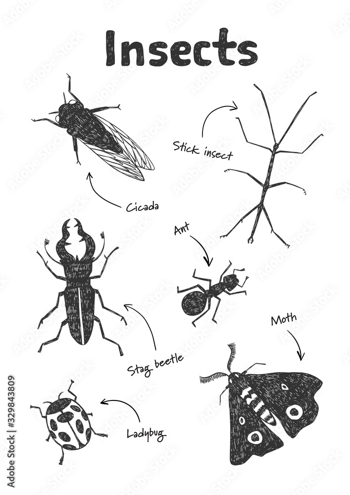 Insects hand drawn vector illustration for poster on white background ...