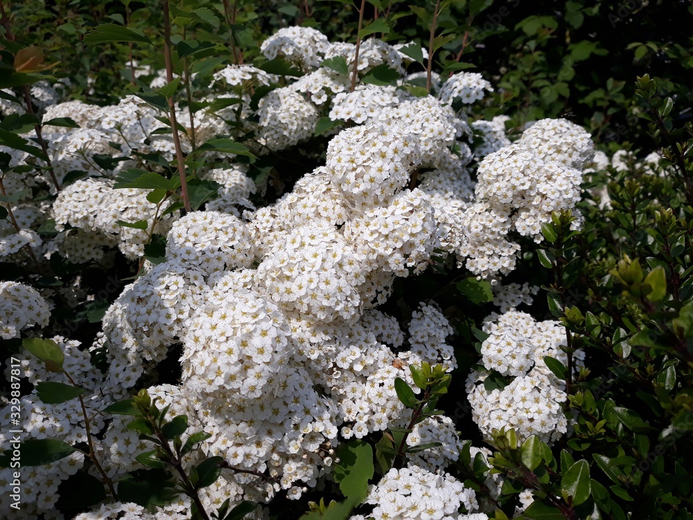Branches with flowers of Spiraea prunifolia, also known as Bridal Veil ...