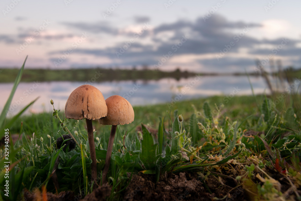 Hongos a orillas de un río Stock Photo | Adobe Stock