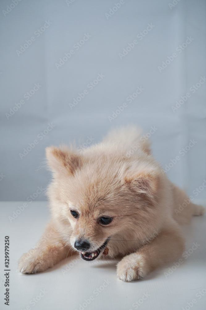 Small dog breeds or Pomeranian with brown hairs crouch or lying down ...