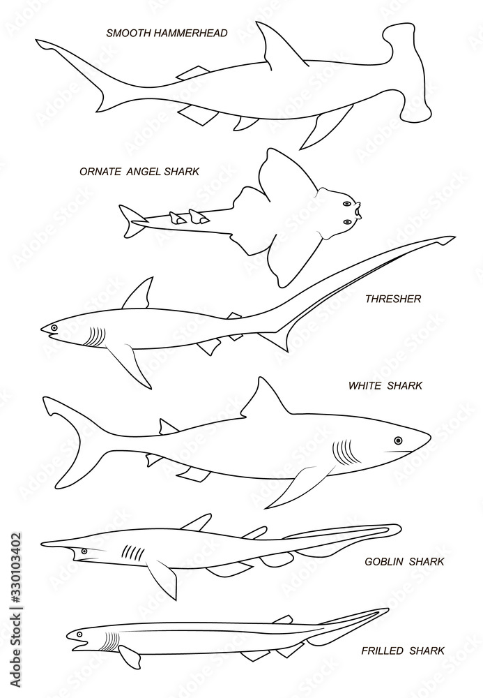 Ocean sharks. Vector black outline image. Stock Vector | Adobe Stock