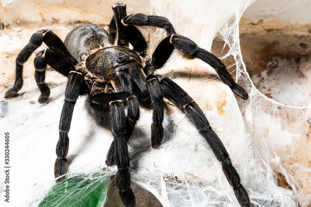 Asian species Tarantula spider Found in Thailand, the scientific name ...