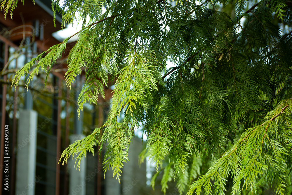 Thuja plicata, commonly called western red cedar or Pacific red cedar ...