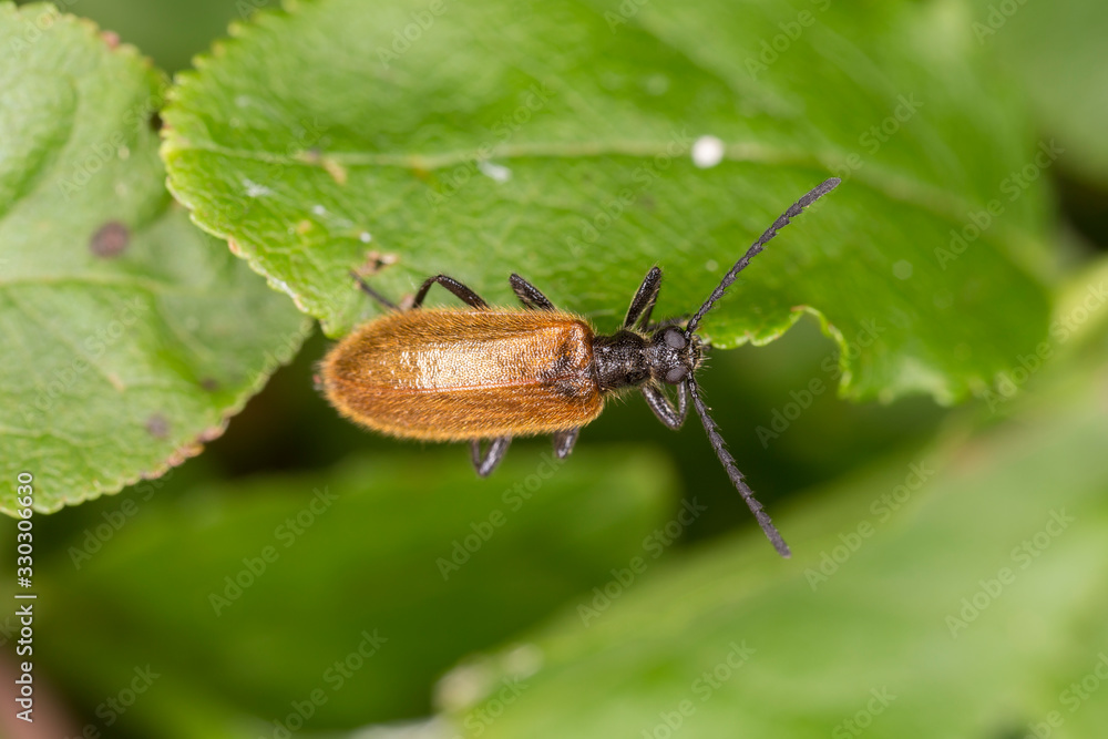 Lagria hirta is a species of beetles in the family Tenebrionidae. Stock ...