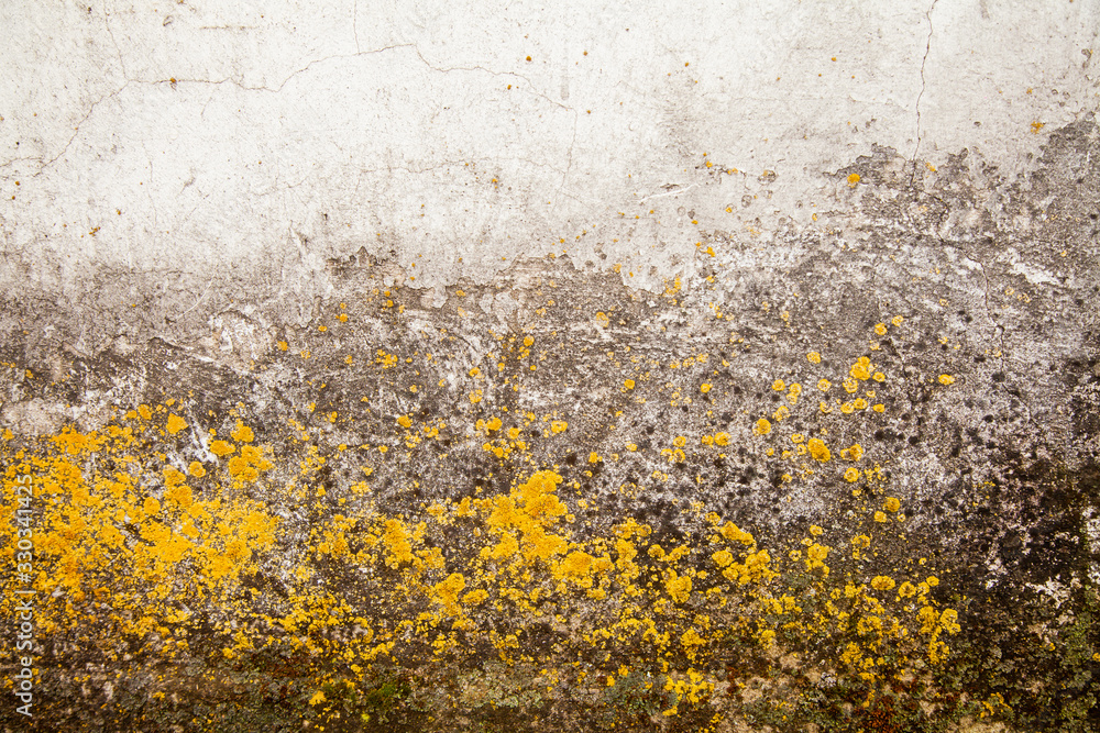 Yellow mold on the wall. Fungus on the surface. Toxic mold and fungal ...