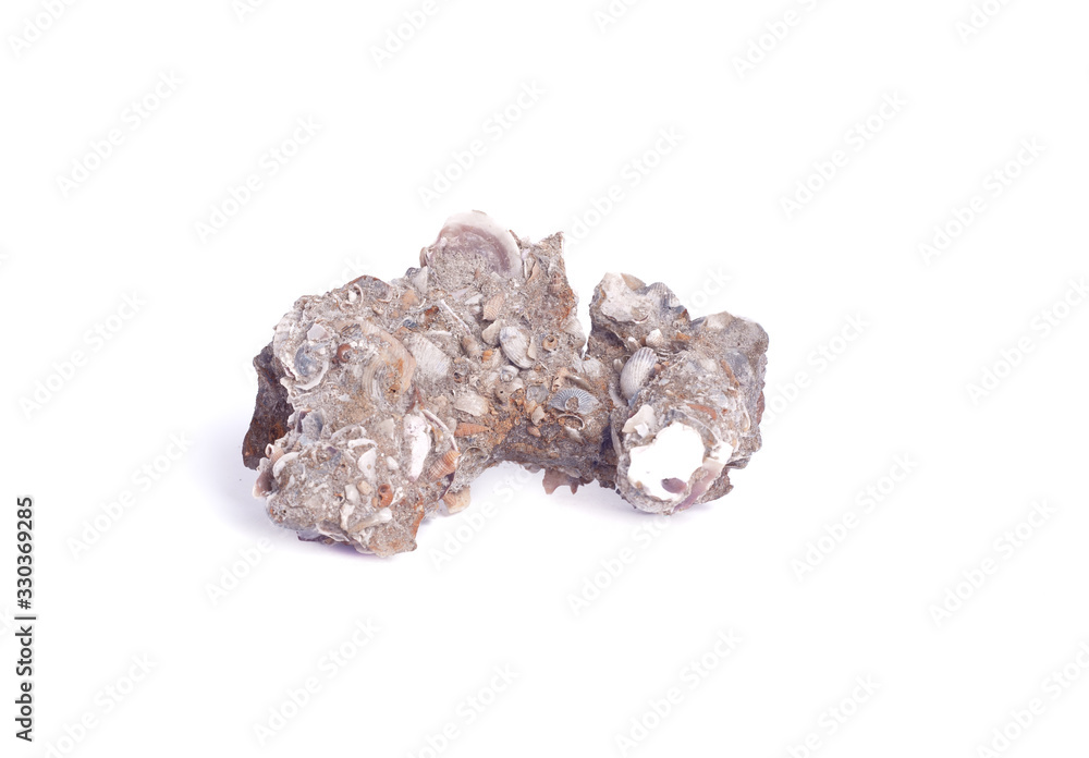 seashells of different seas sizes and types on a white background ...