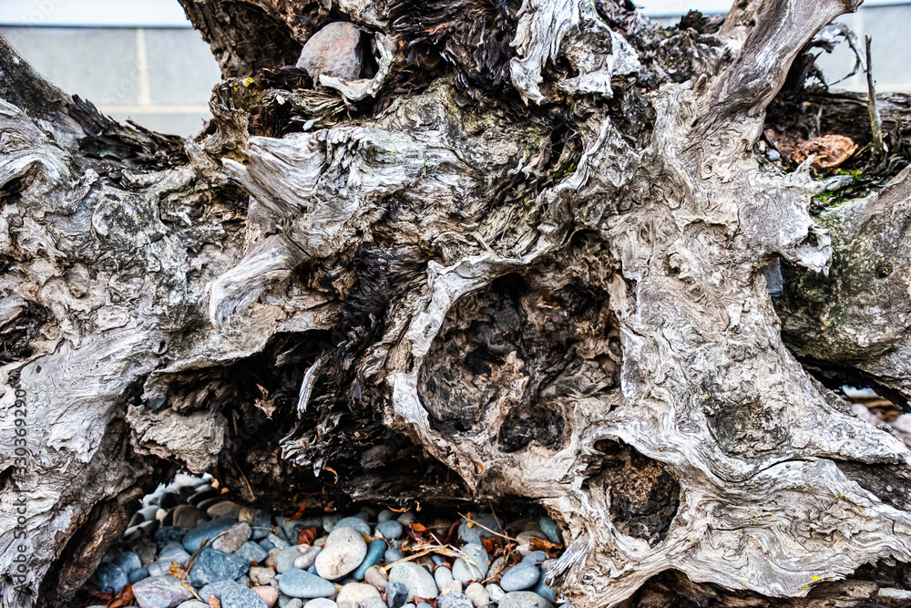 Dead-tree roots Stock Photo | Adobe Stock